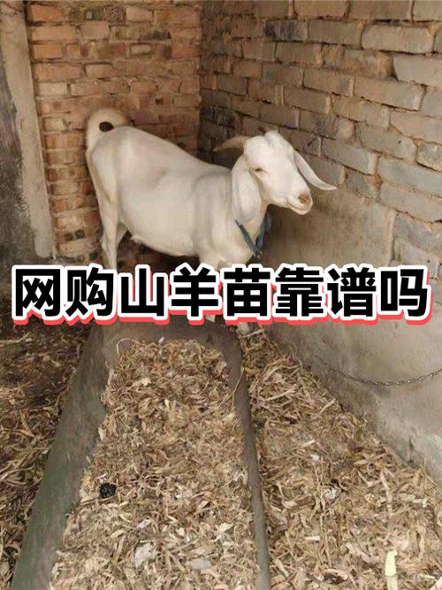 买卖羊交易平台截图