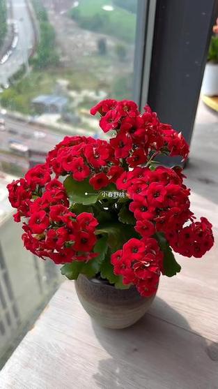 实际和平鲜花截图