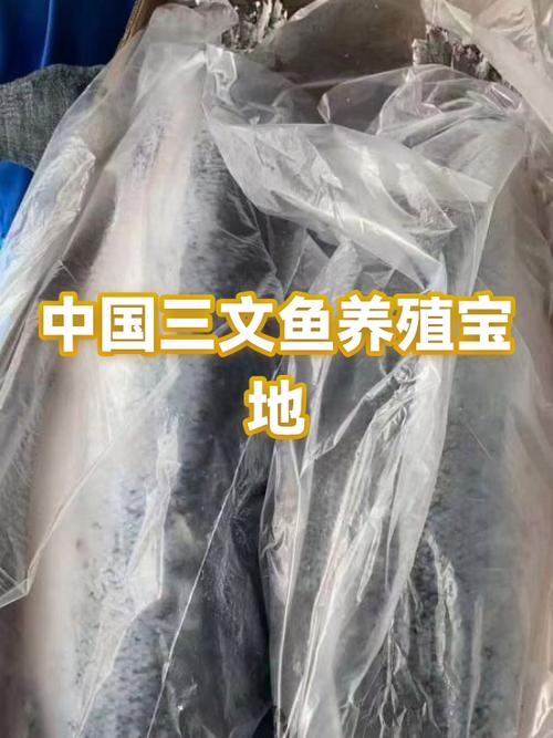 中国哪里产三文鱼图标