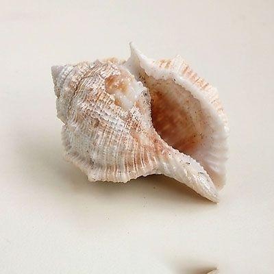 海螺壳脚本截图