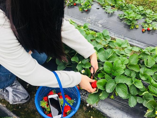 去摘草莓没洗干净就吃图标