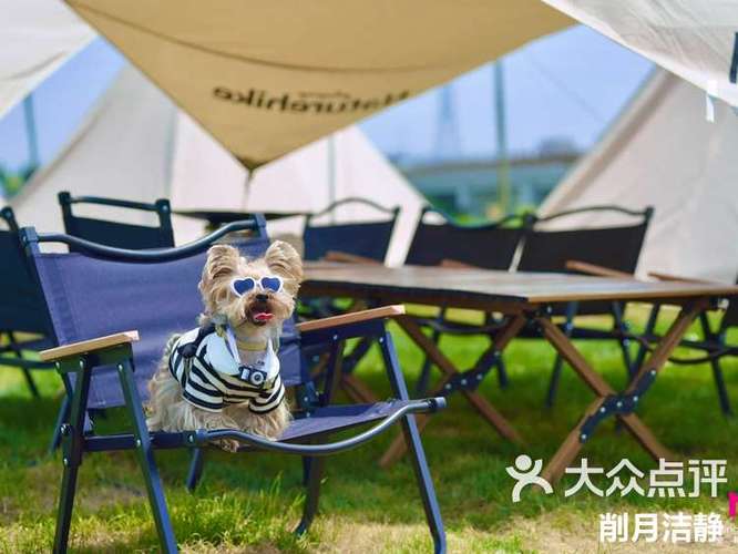 玩小伴宠物的app