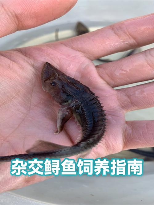 人工养殖鲟鱼图标