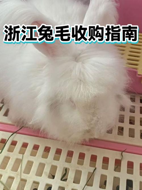 收购兔子联系方式图标