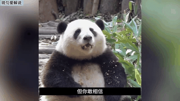 网红熊猫TV图标