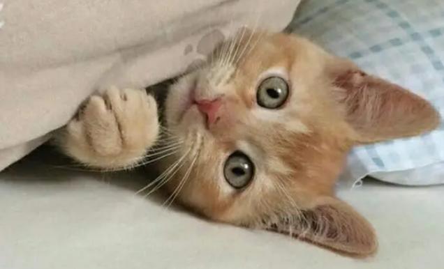 猫埋了多久会腐烂截图