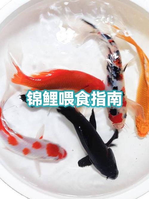 冬天锦鲤多久喂一次图标