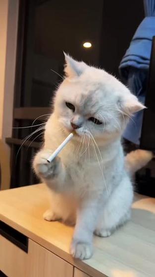 小猫视频搞笑视频大全图标