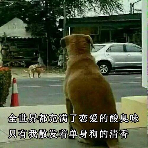 单身狗表情包图标