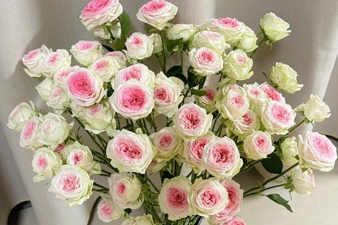 月季花是什么颜色图标