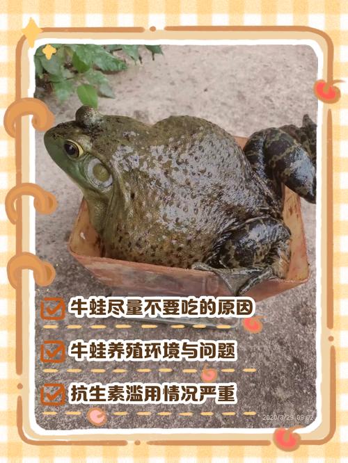养牛蛙的利润与成本图标