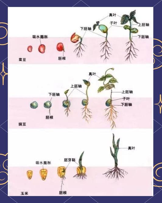 种子内部结构图图标