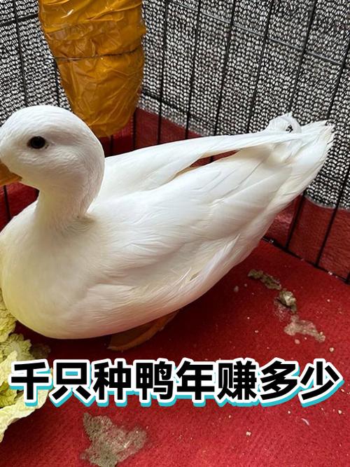 养1000只鸭能赚多少钱图标