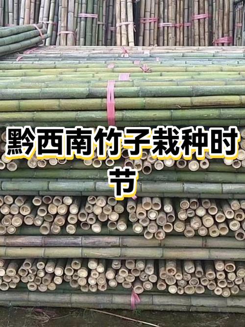 竹子种植方法图标