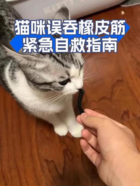 猫被皮筋绑久肿了怎么办截图