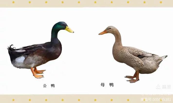 鸭暗示什么男女关系图标