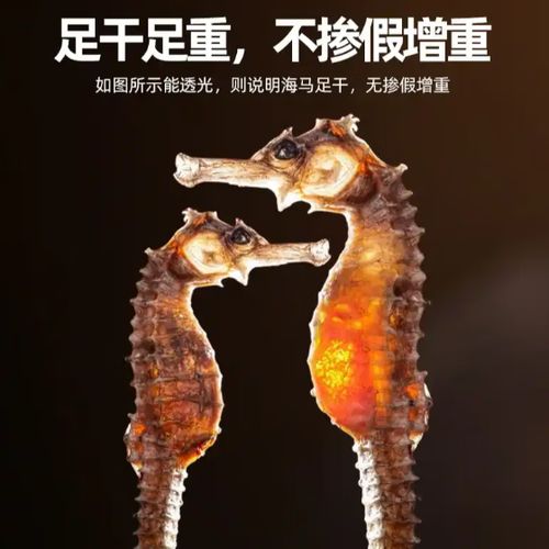 海马干炖汤的功效图标