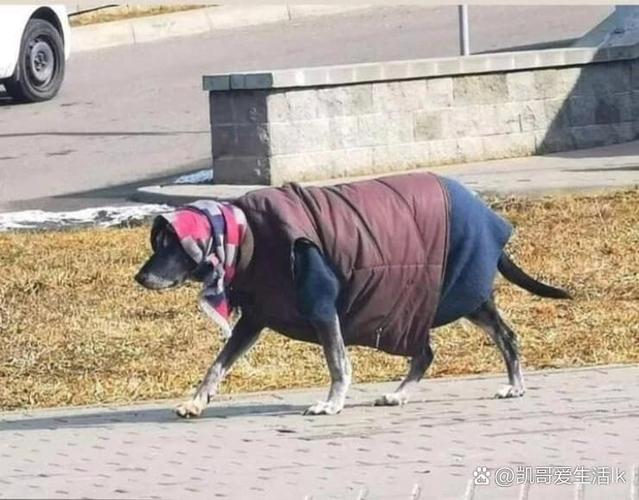 晃悠图标