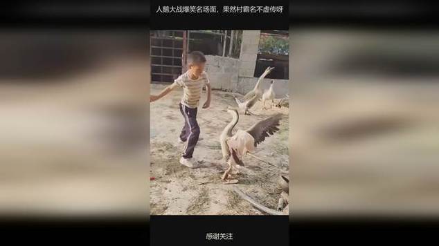鹅欺负人的搞笑视频图标