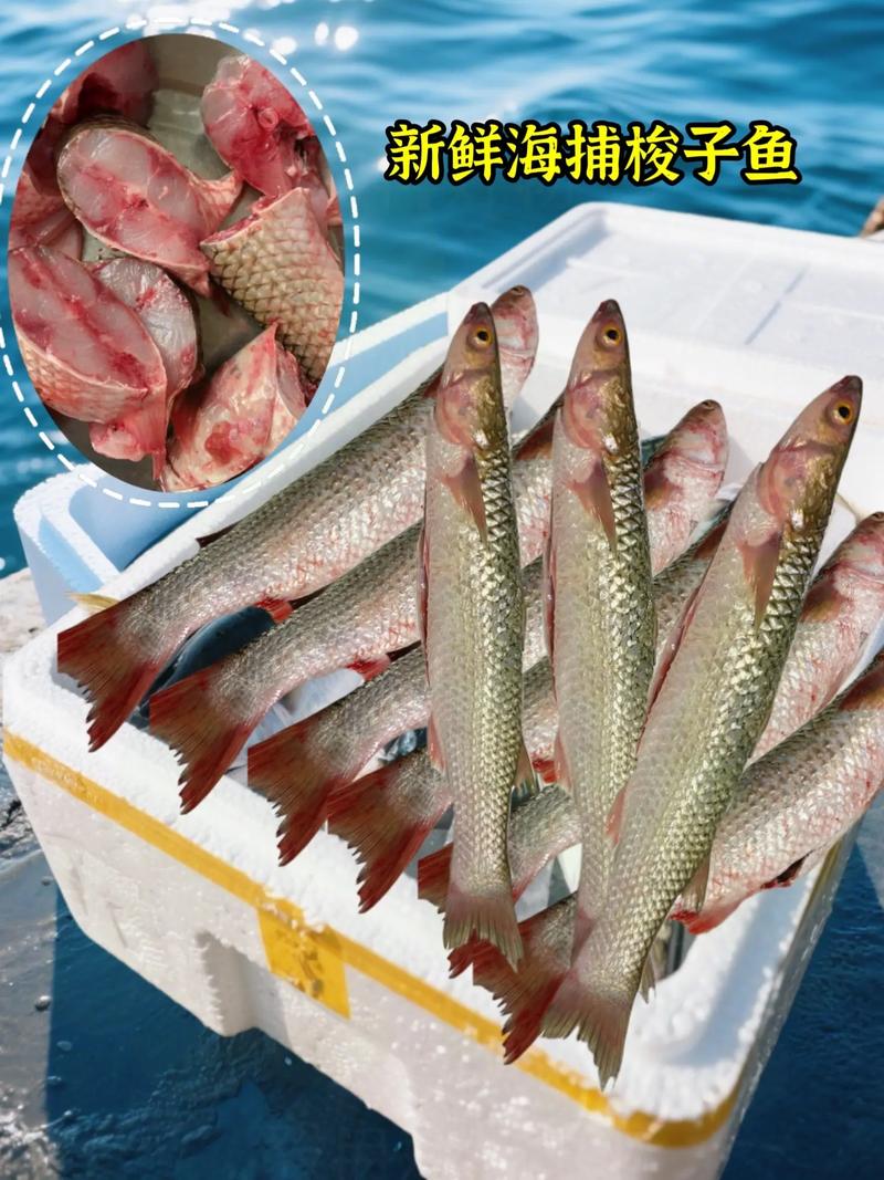 梭鱼为什么便宜图标