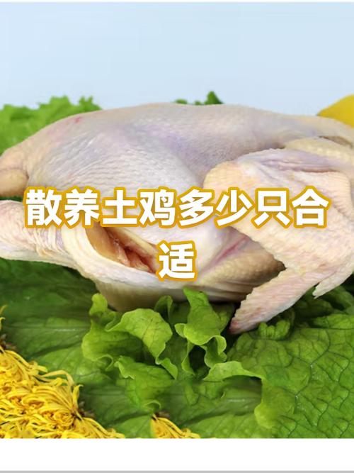 家里养几只鸡最好吉利图标