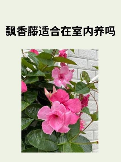 肉桂的十大害处图标