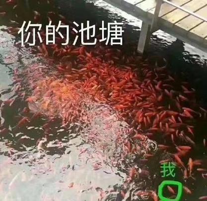 你的鱼塘表情包和我图标