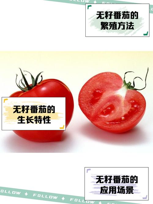 番茄有籽好还是无籽好图标