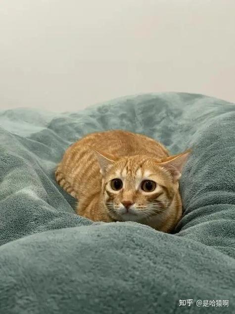 猫怕什么东西图标