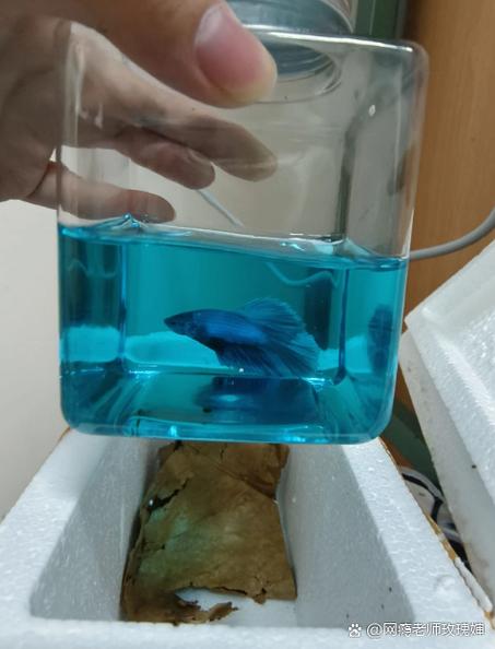 买鱼时带的水能用吗截图