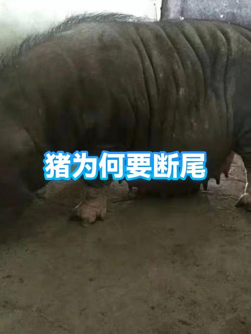 猪断尾为什么不好卖了图标