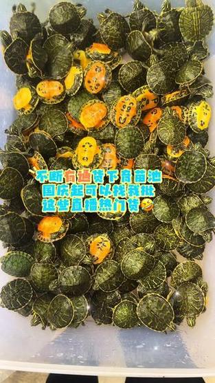 火焰龟多少钱一只龟苗图标