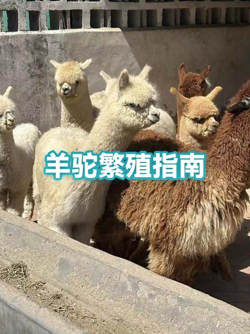 羊驼的繁殖方式截图