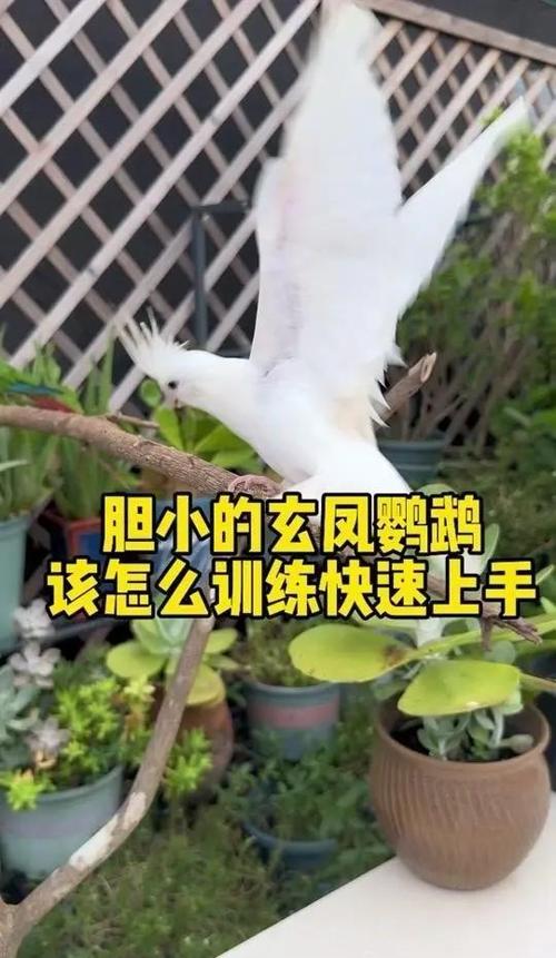玄凤鹦鹉训练方法缩略图
