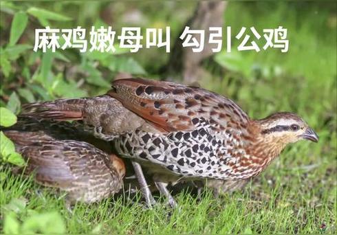 母麻鸡的叫声原声图标