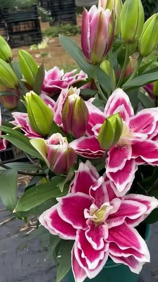 百合花之恋截图
