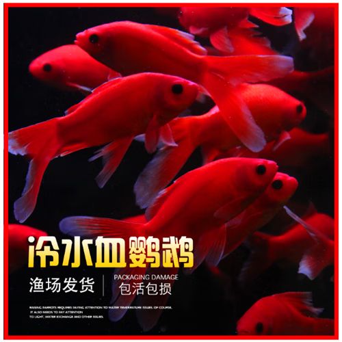 血鹦鹉鱼好养吗图标