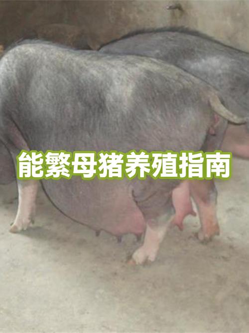玉米面喂猪要煮熟吗截图