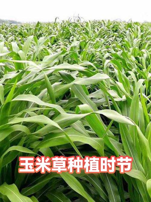 玉米草几月份开始种到几月份