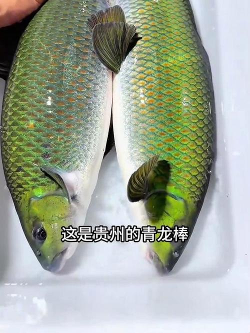 贵州鱼种大全图标