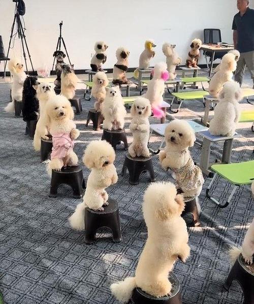狗托管一般多少钱图标