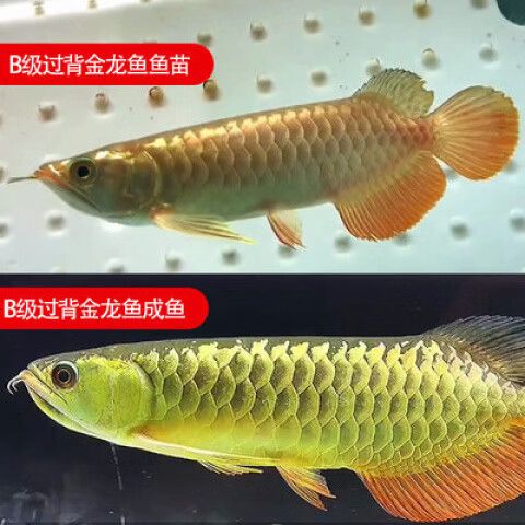 印尼红龙鱼价格表截图