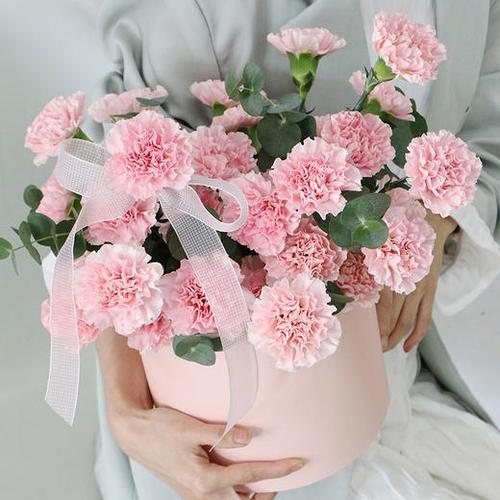 康乃馨花束图片大全图标