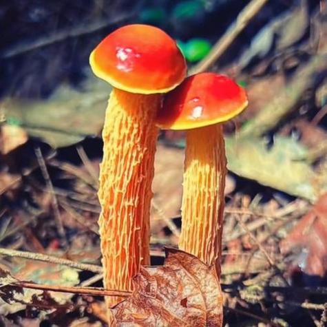 我要看毒蘑菇截图