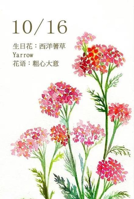 生日花图标
