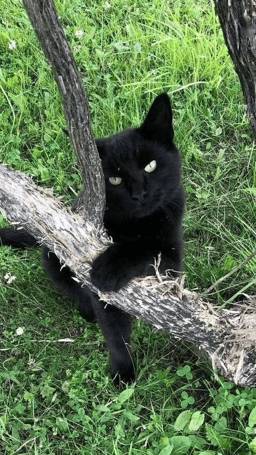 黑猫到底吉不吉利图标
