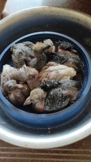 手养鸽子一天喂几次图标