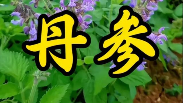 赤参别名是什么图标