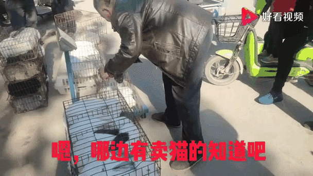 兔子收购多少钱一斤图标