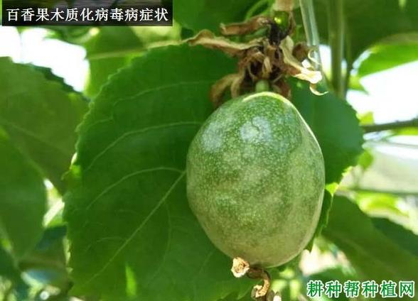 水果有病毒吗图标
